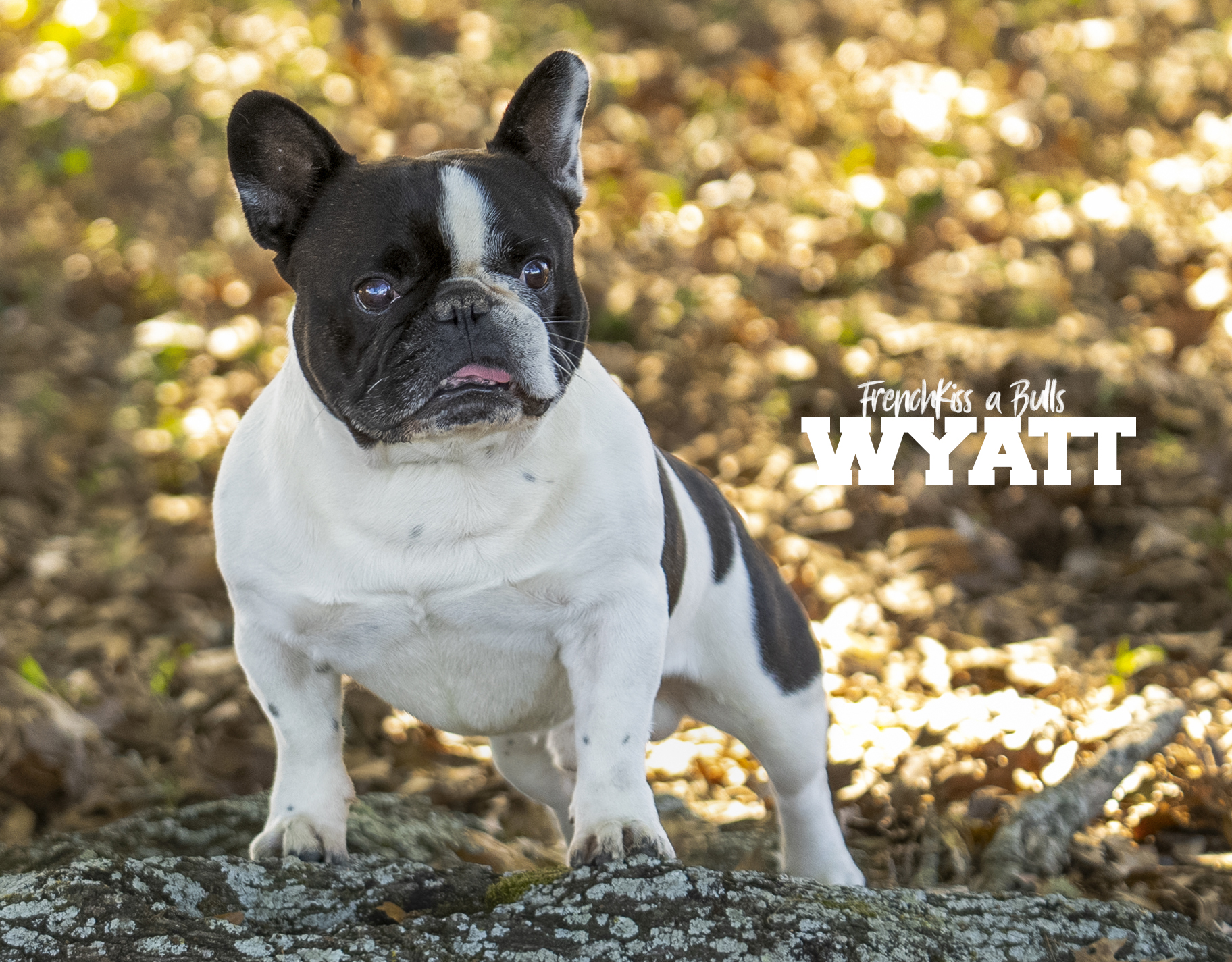 (Retired) Wyatt - French KissaBulls