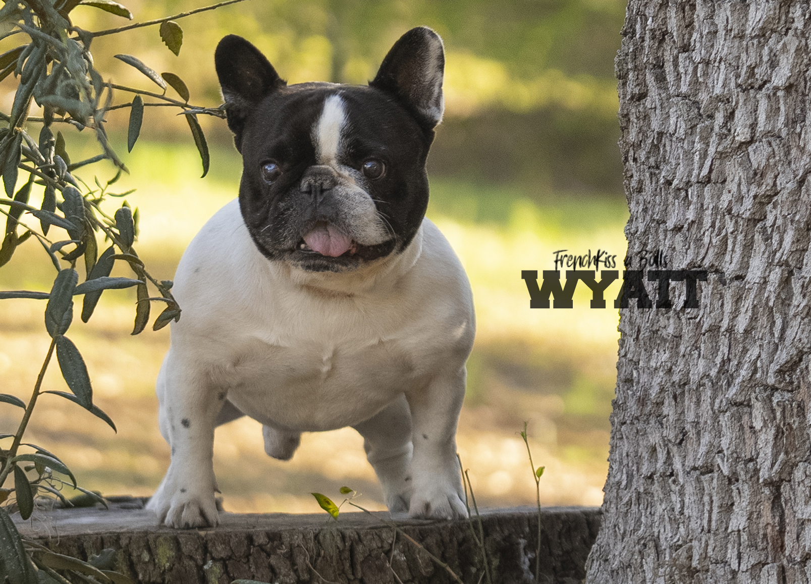 (Retired) Wyatt - French KissaBulls