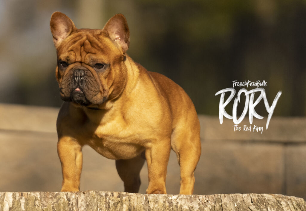 GrCh Rory "The Red King" - French KissaBulls