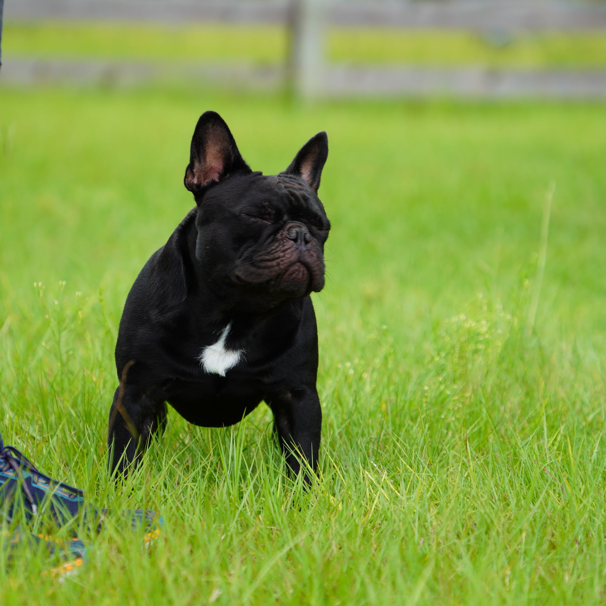 Rooster - French KissaBulls