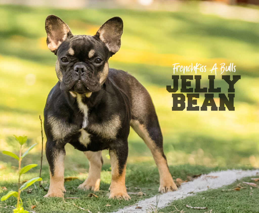 Jelly Bean - French KissaBulls
