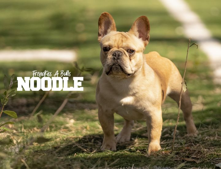Noodle - French KissaBulls