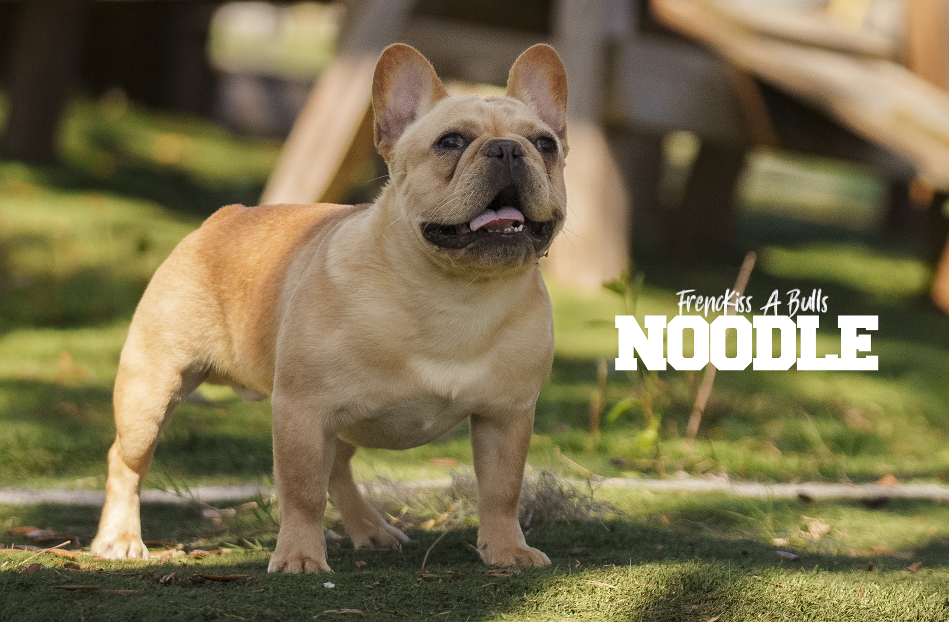 Noodle - French KissaBulls