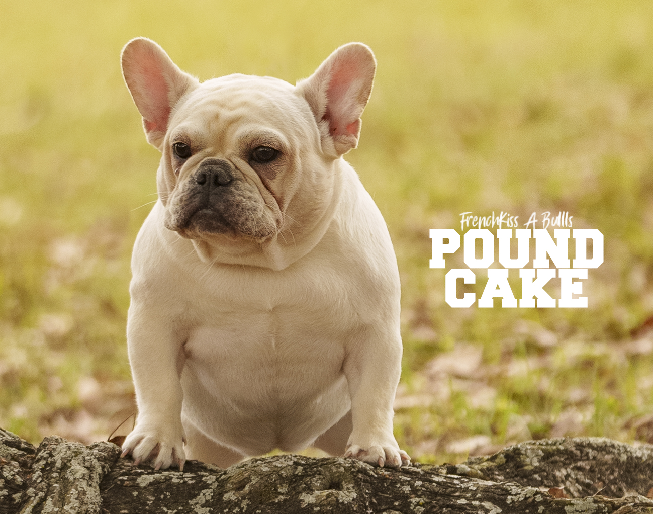 Pound Cake - French KissaBulls