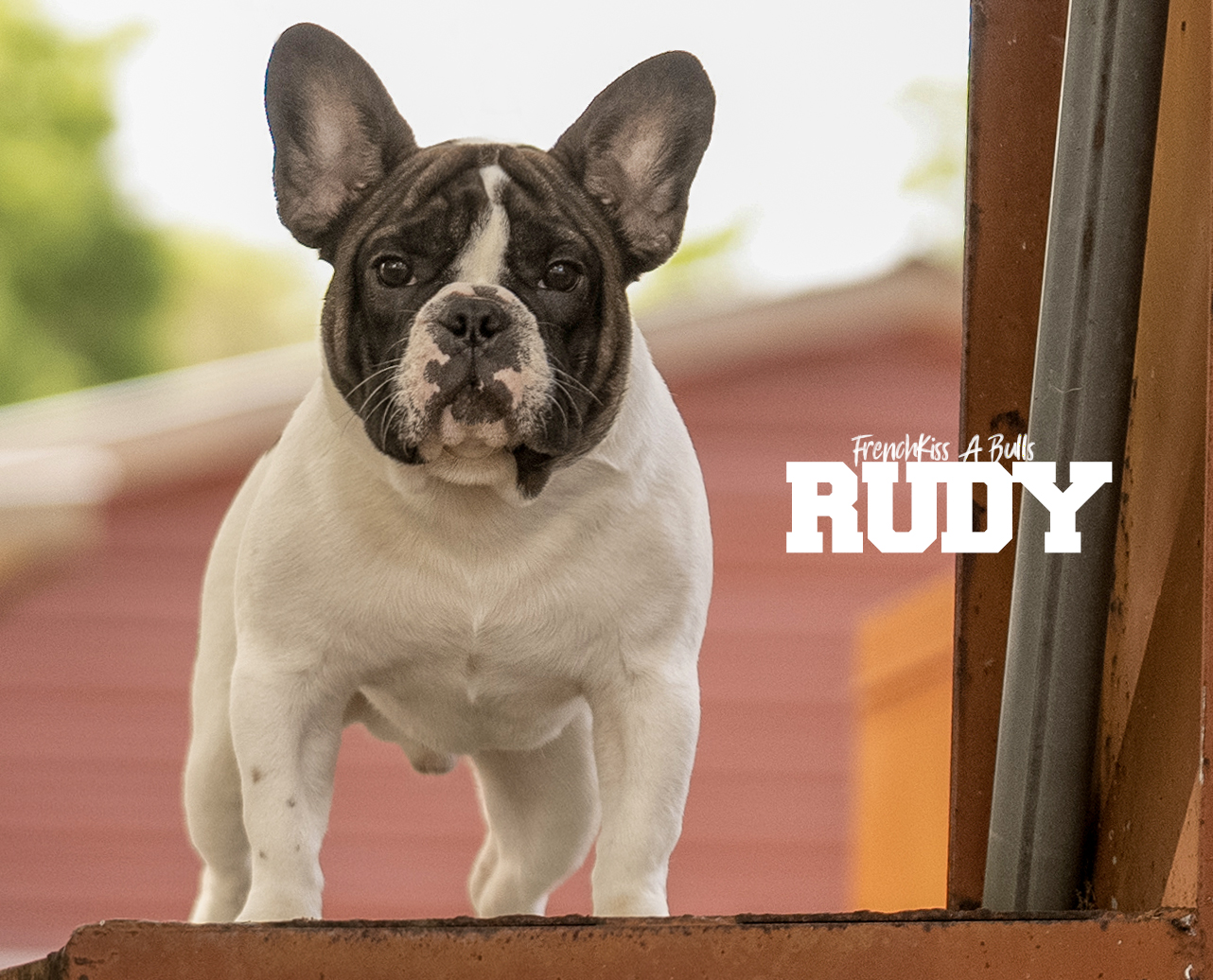 Rudy - French KissaBulls