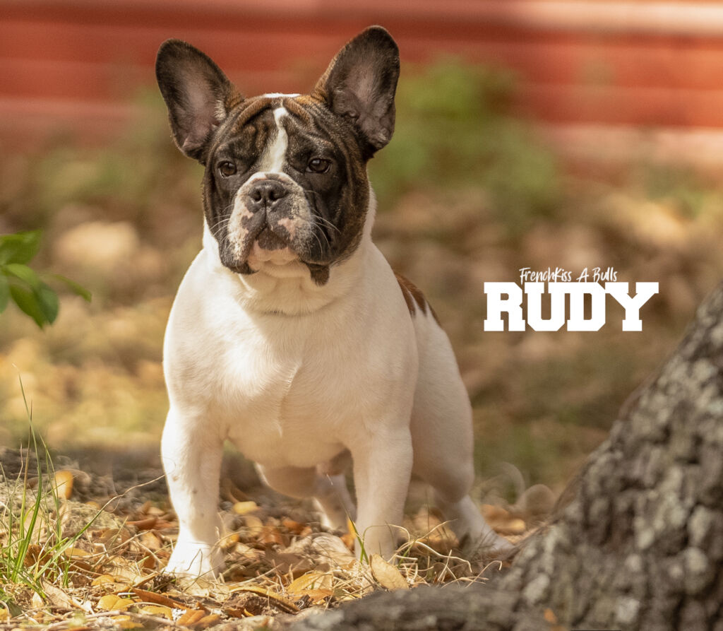 Rudy - French KissaBulls