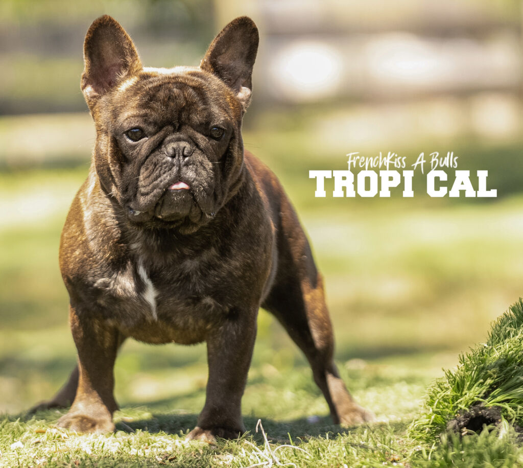 GrCh Tropi Cal - French KissaBulls
