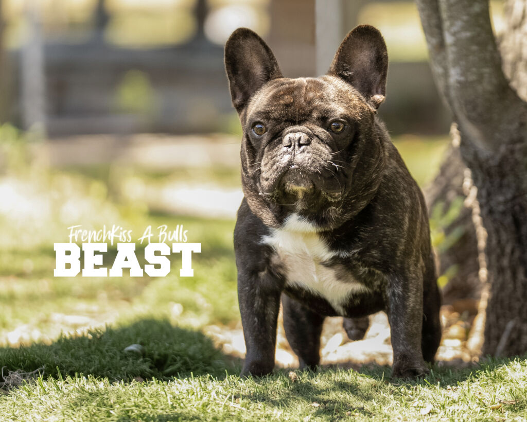 Beast - French KissaBulls