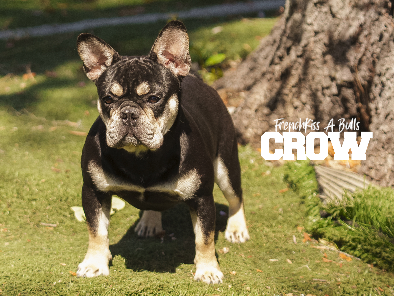 Crow - French KissaBulls